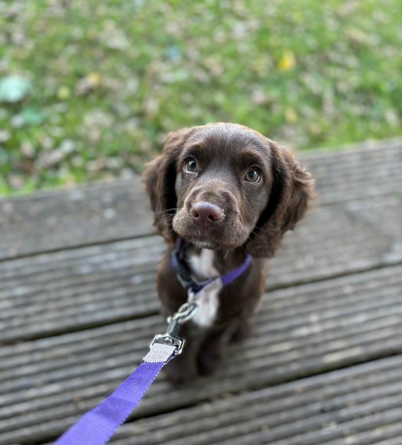 Pip – Hexham Middle School